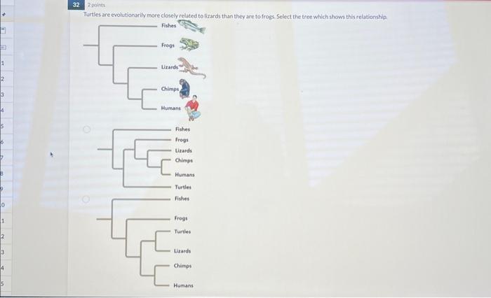 Solved 32 2 points Turties are evolutionarily more closely | Chegg.com
