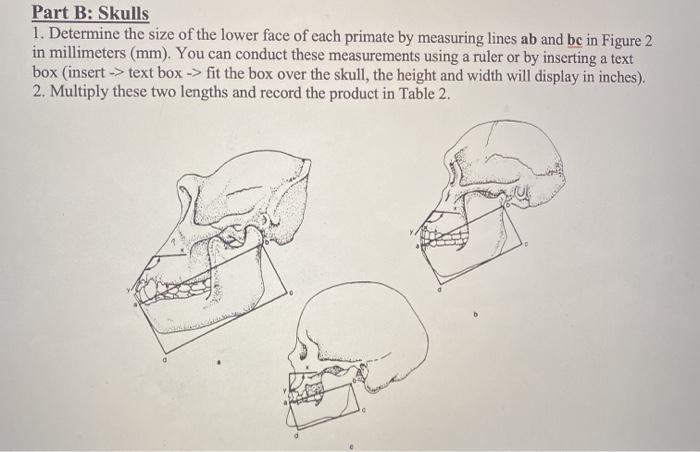 Solved Part B: Skulls 1. Determine the size of the lower | Chegg.com