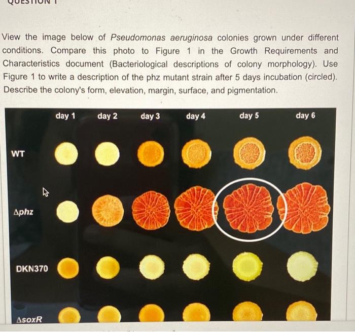 Pseudomonas Aeruginosa Colony Morphology
