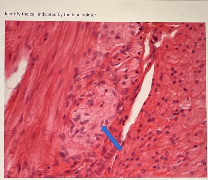 Solved Identify the cell indicated by the blue pointer | Chegg.com