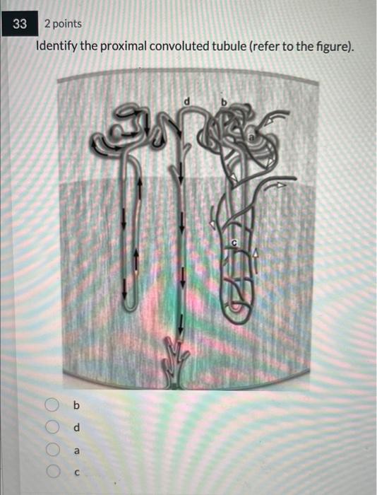 Solved 2 points Identify the proximal convoluted tubule | Chegg.com