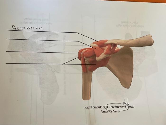 Solved Acromion Right Shoulder (Glenohumeral oint Anterior | Chegg.com