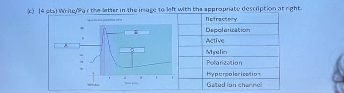 Solved (c) (4 pts) Write/Pair the letter in the image to | Chegg.com