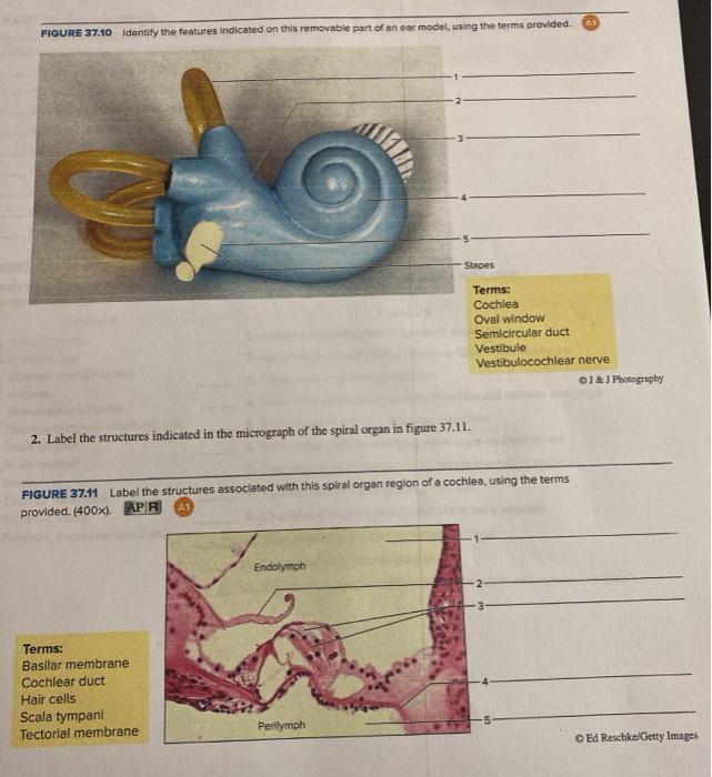 Solved FIGURE 37.10 Identify the features indicated on this | Chegg.com