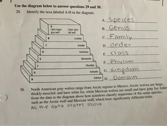 Solved gray wolf B Canidae Use the diagram below to answer | Chegg.com