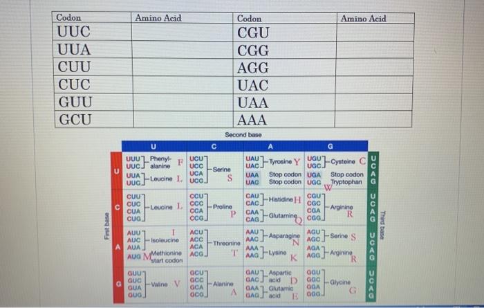 Solved Codon UUC UUA CUU CUC GUU GCU Amino Acid Codon Amino | Chegg.com