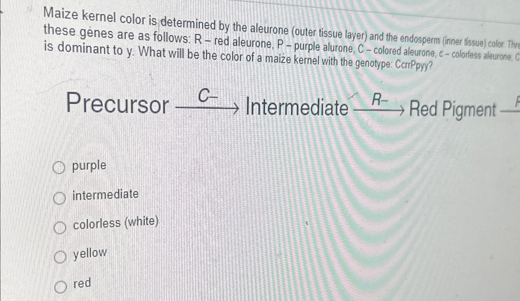 Solved Maize kernel color is determined by the aleurone | Chegg.com