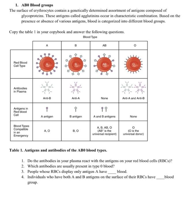 Solved 1. AB0 Blood groups The surface of erythrocytes | Chegg.com