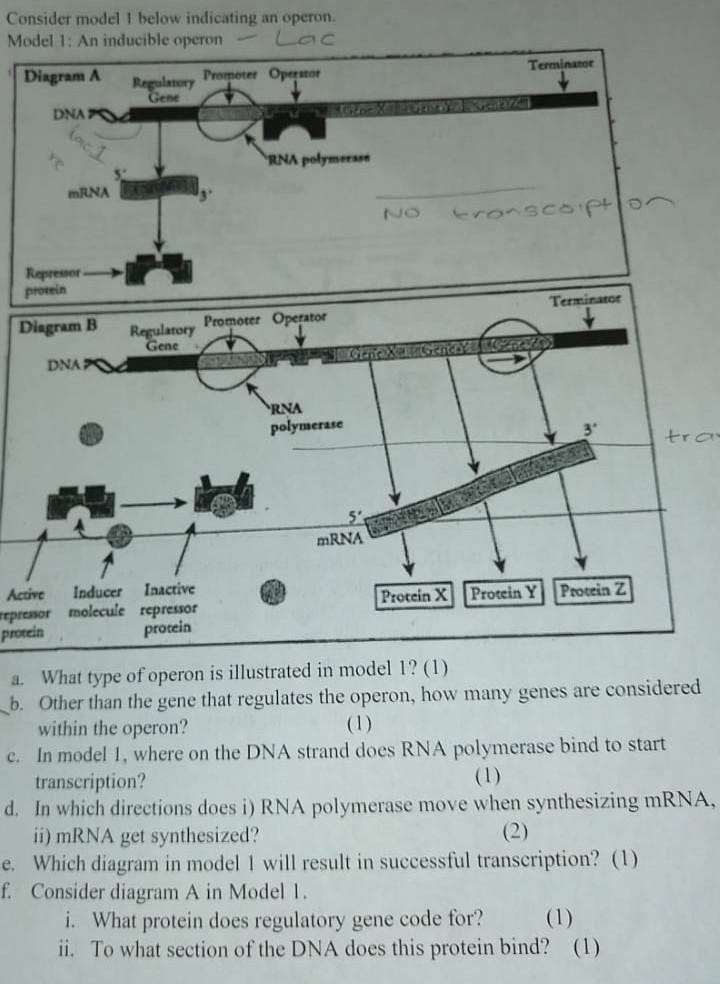 Solved Consider model I below indicating an operon. Model 1: | Chegg.com