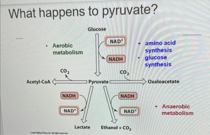 Solved What are the fates of pyruvate under aerobic | Chegg.com