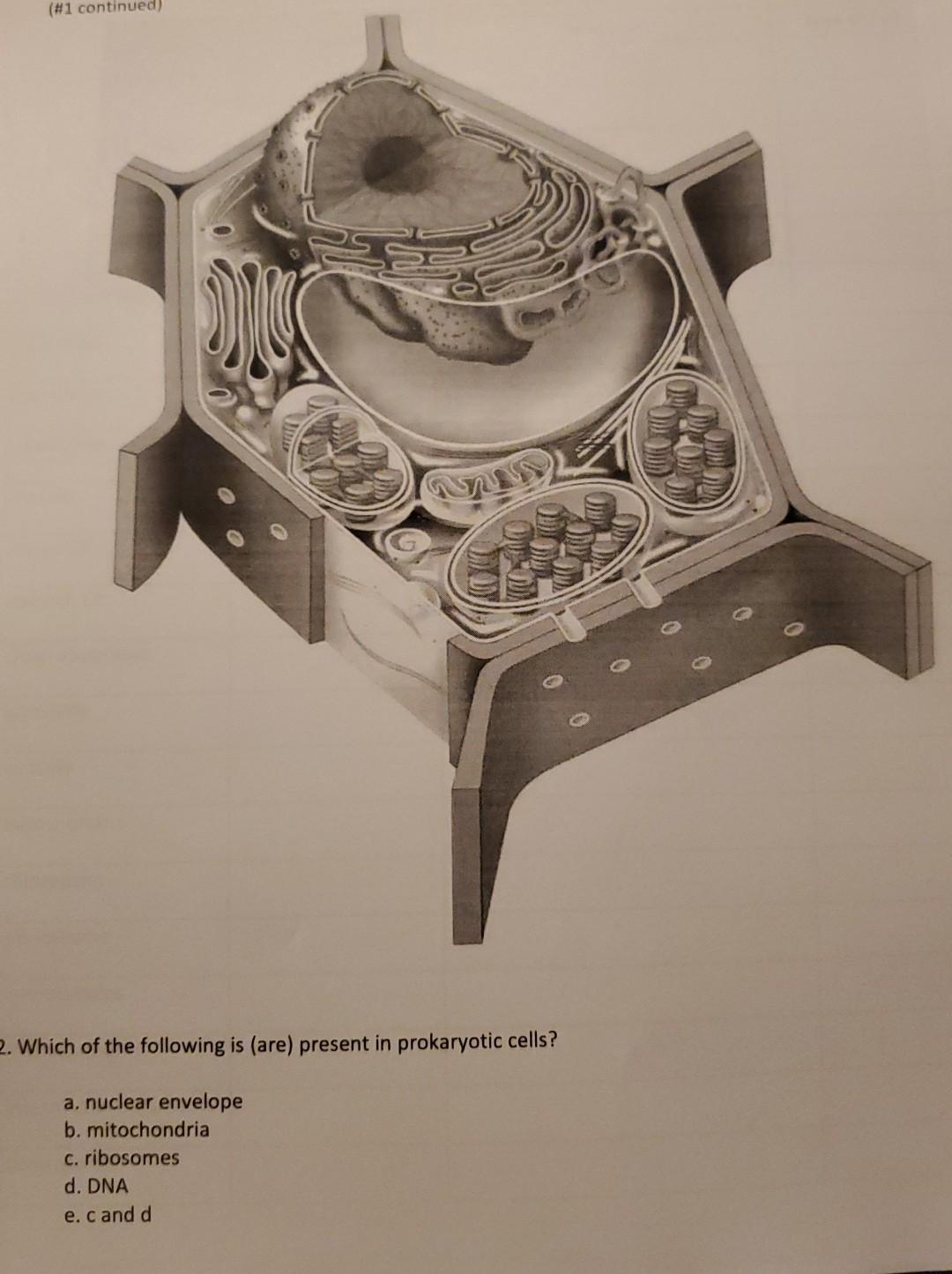 Solved 1. Label the type of cell for each figure below and | Chegg.com