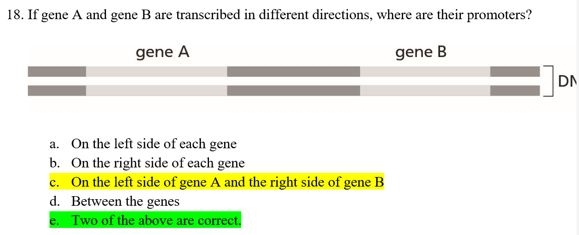 Solved If gene A and gene B ﻿are transcribed in different | Chegg.com