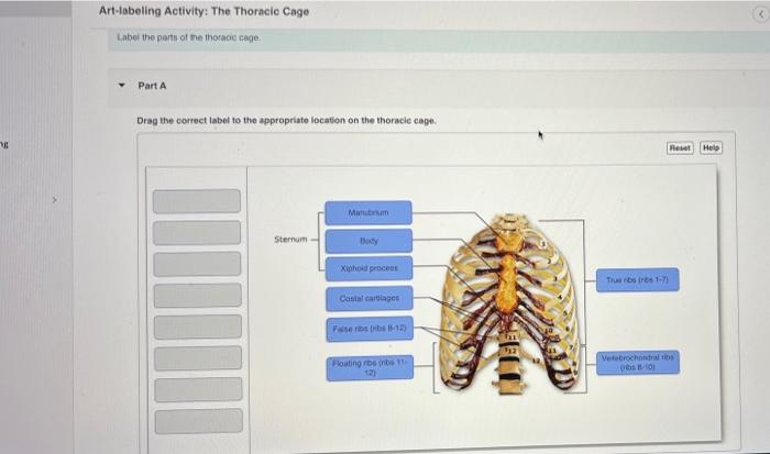 Art-labeling Activity: The Thoracic Cage Label the | Chegg.com