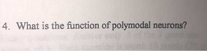 Solved 4. What is the function of polymodal neurons? | Chegg.com