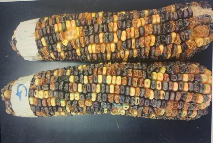 Solved Count 100 kernels on each of the different types of | Chegg.com