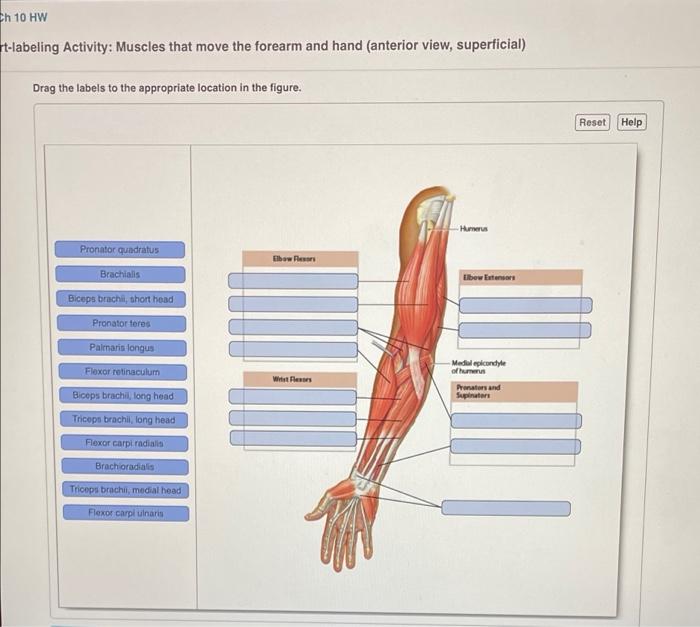 Solved Ch 10 HW t-labeling Activity: Muscles that move the | Chegg.com