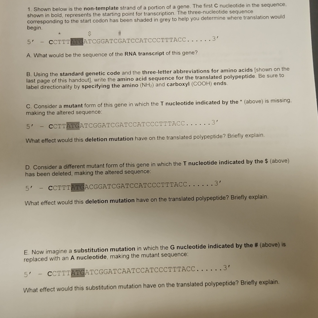 Shown below is the non-template strand of a portion | Chegg.com