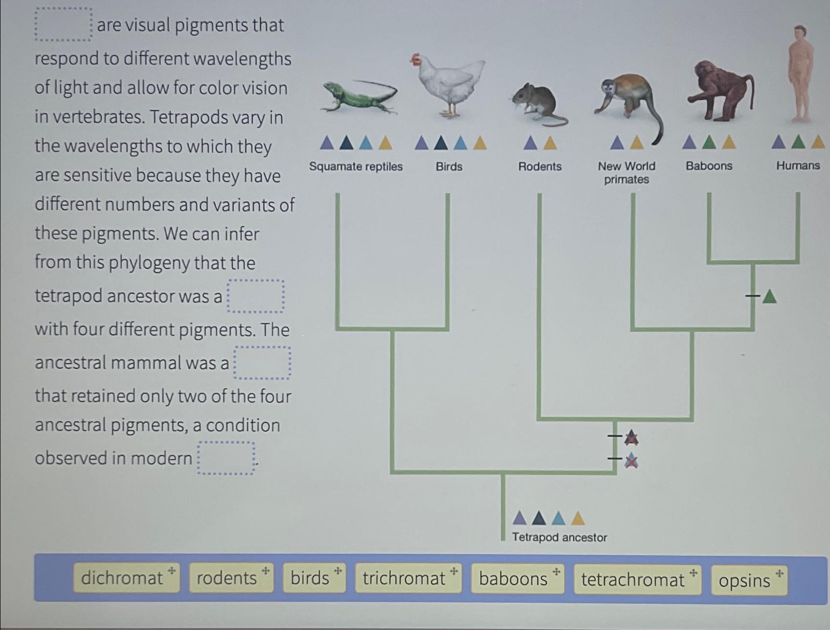 Solved are visual pigments that respond to different | Chegg.com