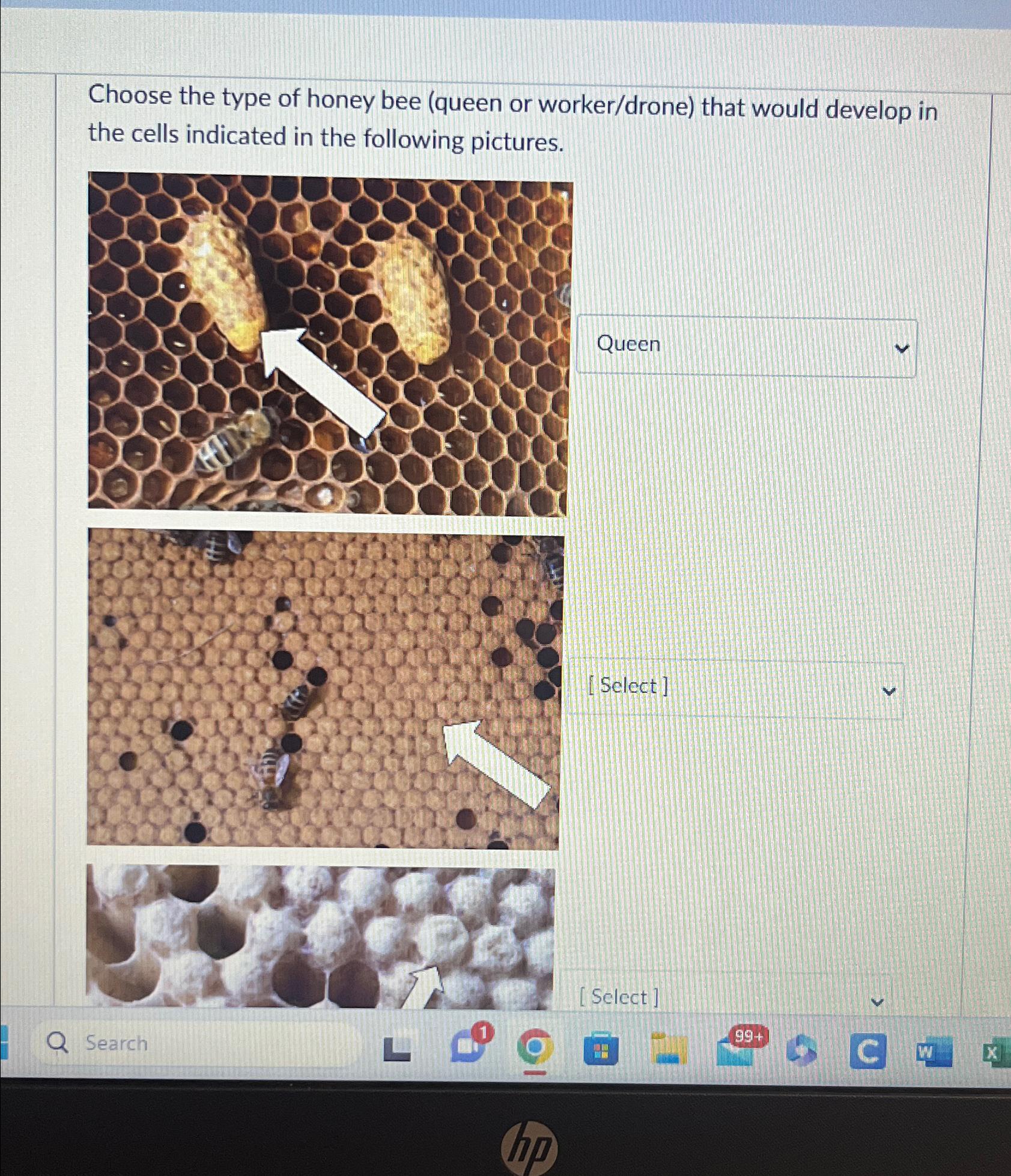 Solved Choose the type of honey bee (queen or worker/drone) | Chegg.com