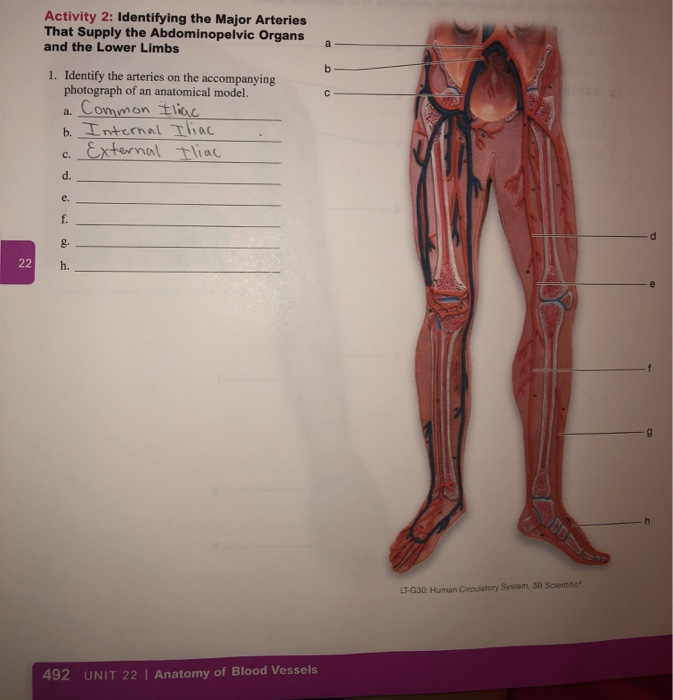 Solved Activity 2: Identifying the Major Arteries That | Chegg.com
