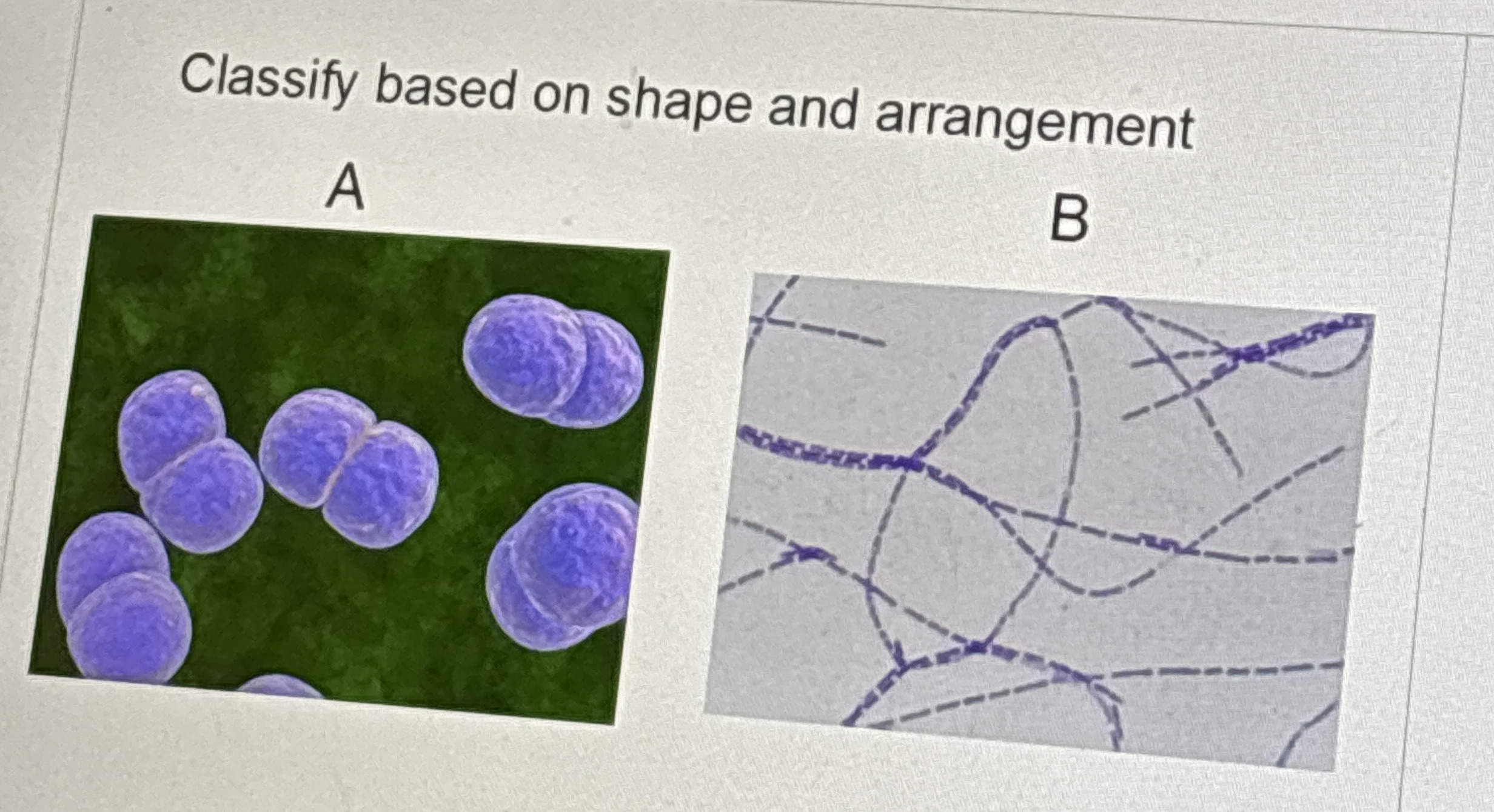 Solved Classify based on shape and arrangementAB | Chegg.com