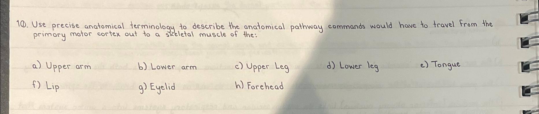 Solved Use precise anatomical terminology to describe the | Chegg.com