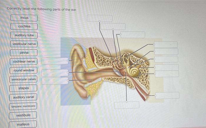 Solved Correctly label the following parts of the ear incus | Chegg.com