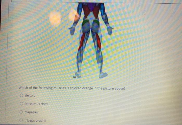 Solved Which of the following muscles is colored blue in the | Chegg.com