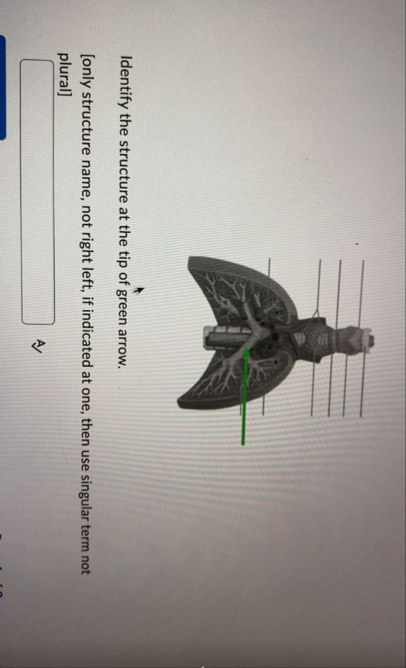 Solved Identify the structure at the tip of green | Chegg.com