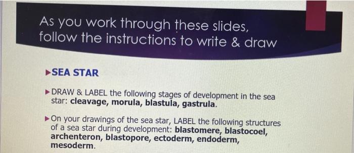 Solved HUMAN: DRAW & LABEL DRAW & LABEL the following stages | Chegg.com