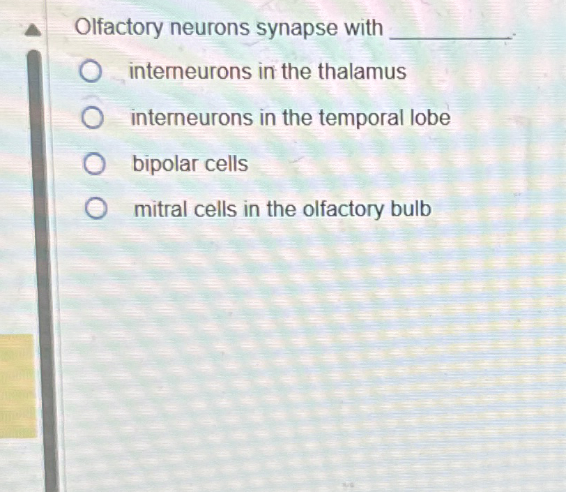 Solved Olfactory neurons synapse withinterneurons in the | Chegg.com