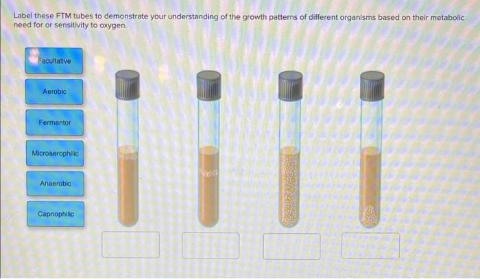 Solved Label these FTM tubes to demonstrate your | Chegg.com