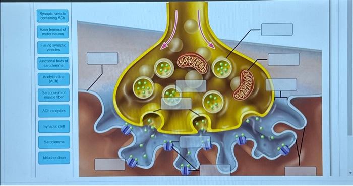 Solved Synaptic vesicle containing ACh Axon terminal of | Chegg.com