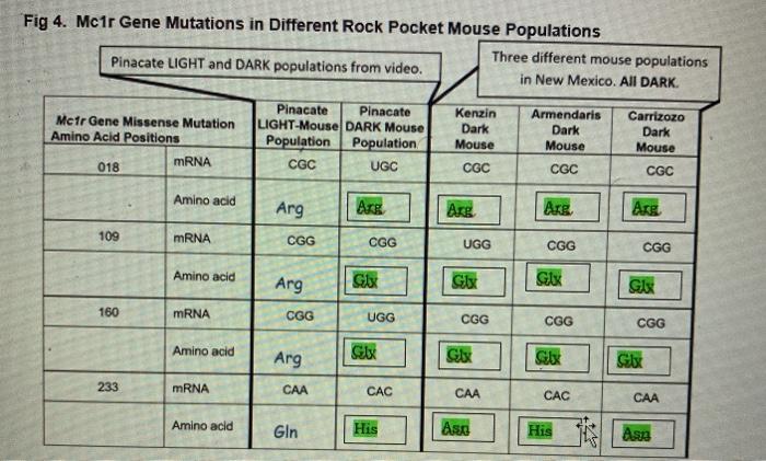 QUESTIONS 1. Most rock pocket mouse populations have | Chegg.com
