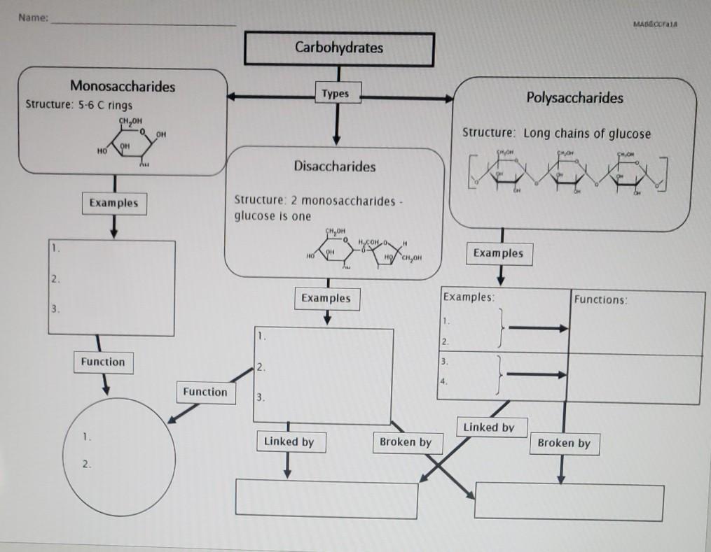 Solved Carbohydrate Graphic Organizer Assignment Objective: | Chegg.com