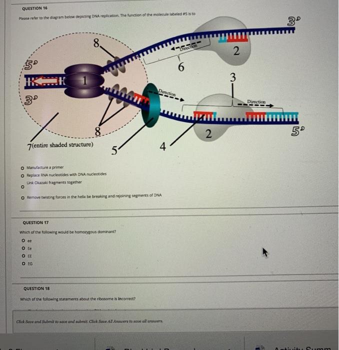 Dna Replication Diagram Labeled