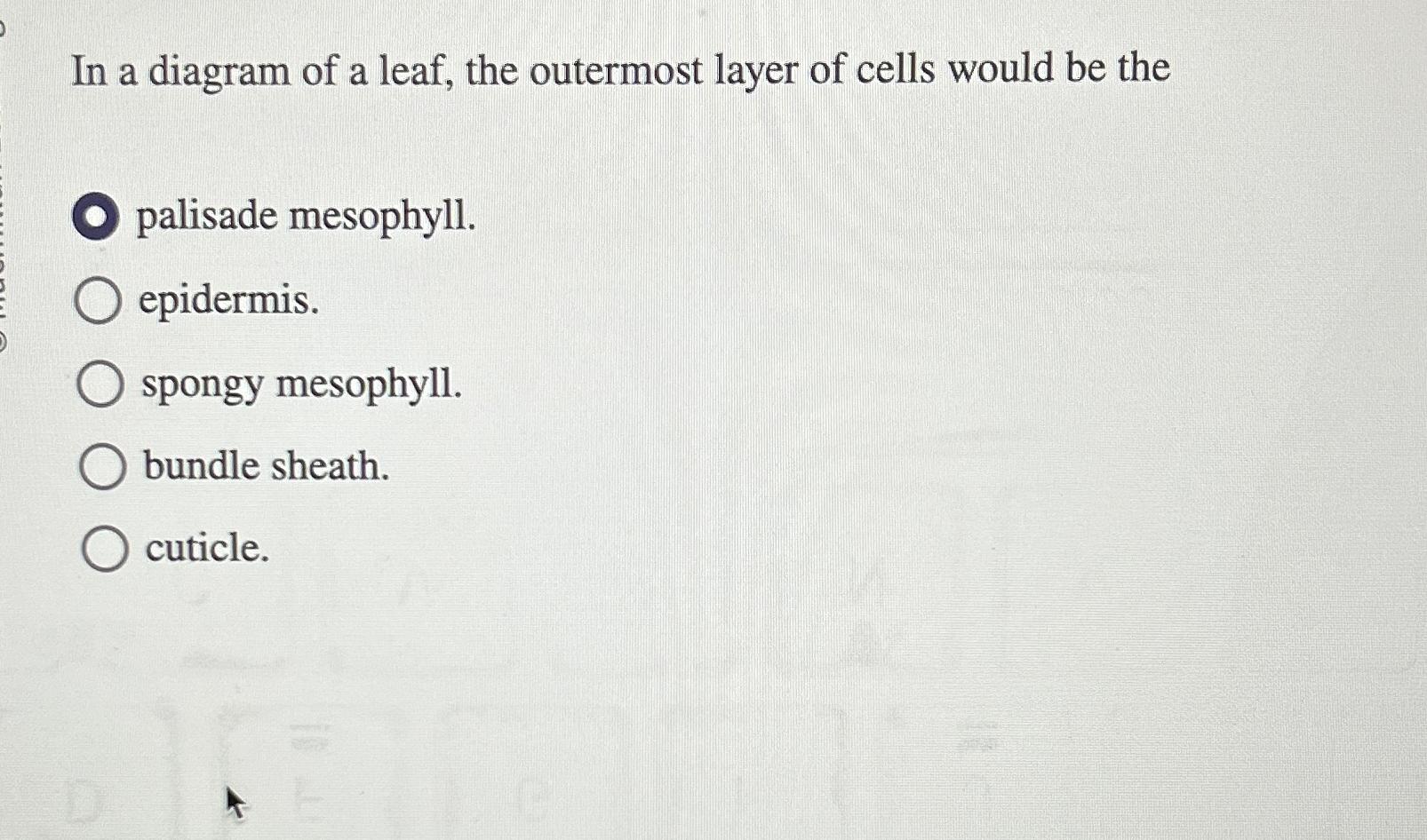 Solved In a diagram of a leaf, the outermost layer of cells | Chegg.com