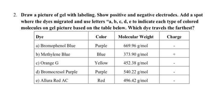Solved 2. Draw a picture of gel with labeling. Show positive | Chegg.com