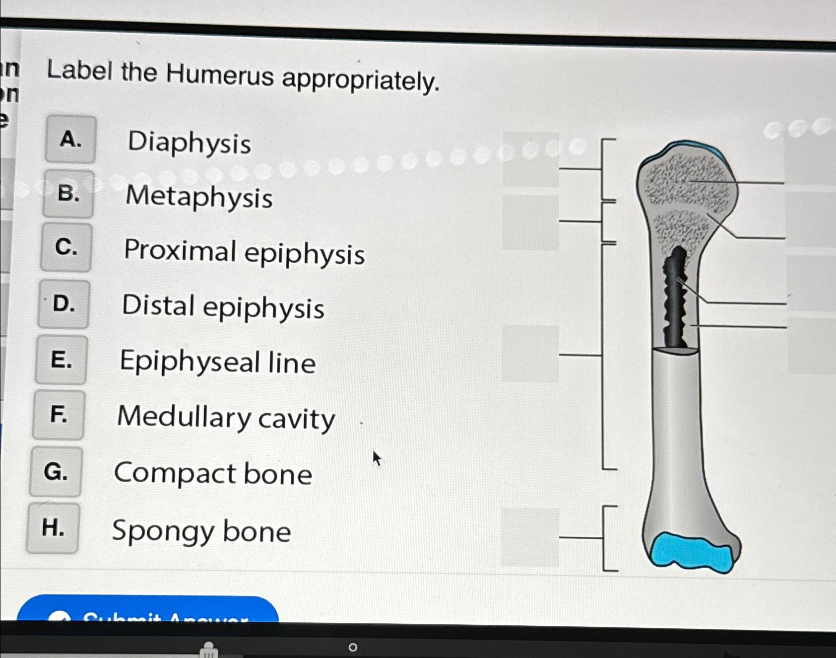 Solved Label the Humerus | Chegg.com