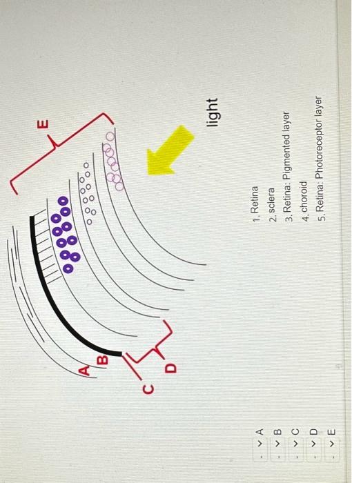 Solved 1. Retina 2. sclera 3. Retina: Pigmented layer 4. | Chegg.com