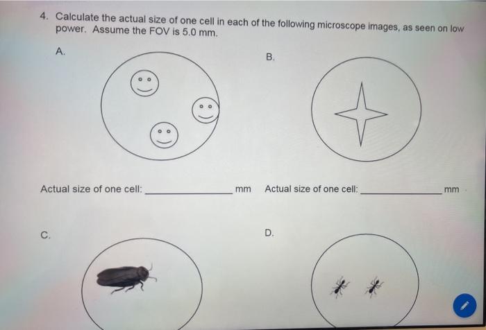 Solved 4. Calculate the actual size of one cell in each of | Chegg.com