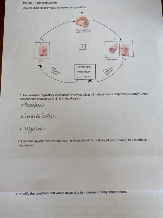 Solved Part B: Thermoregulation Use the diagram provided, to | Chegg.com