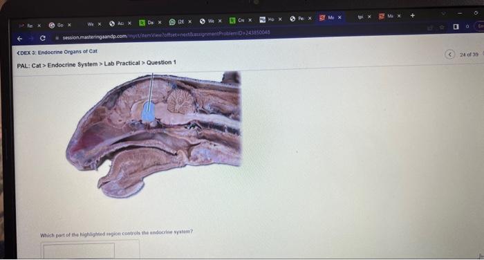 Solved PAL: Cat > Endocrine System > Lab Practical > | Chegg.com