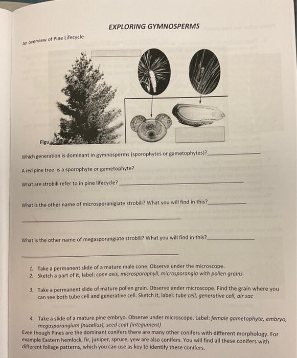 Solved EXPLORING GYMNOSPERMS An overview of Pine Lifecycle | Chegg.com