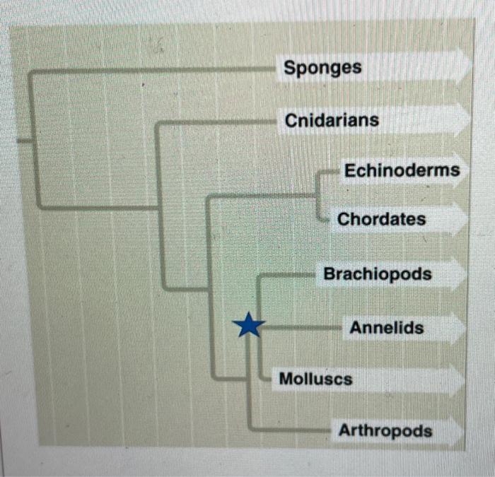 Solved What trait likely evolved at the point indicated by | Chegg.com