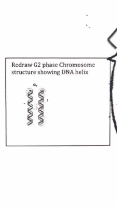 Solved Redraw G2 phase Chromosome structure showing DNA | Chegg.com