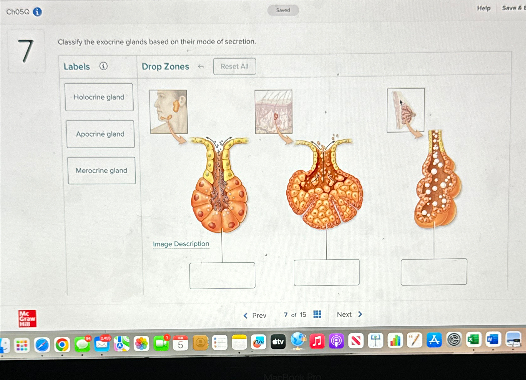 Solved Ch05QSavedHelpSave & E7Classify the exocrine glands | Chegg.com