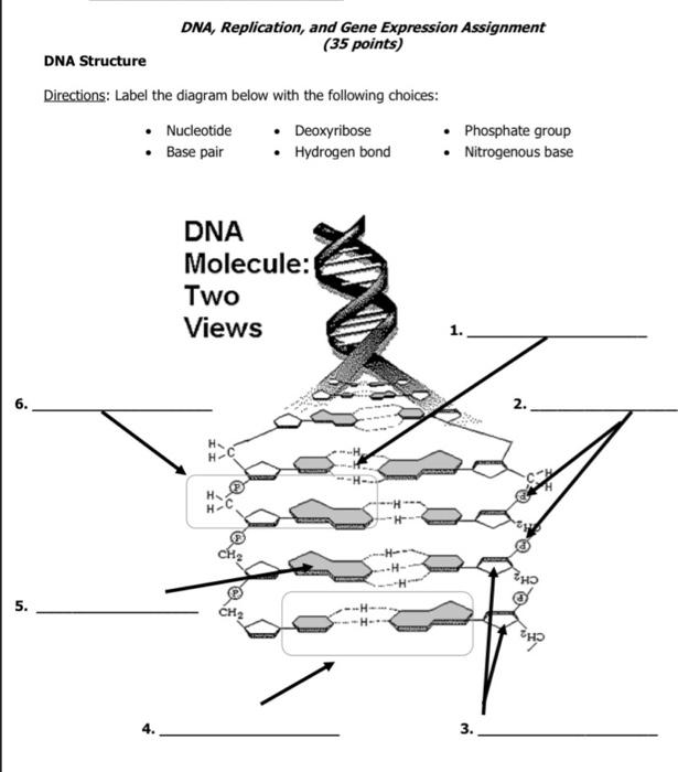 Solved DNA, Replication, and Gene Expression Assignment (35 | Chegg.com