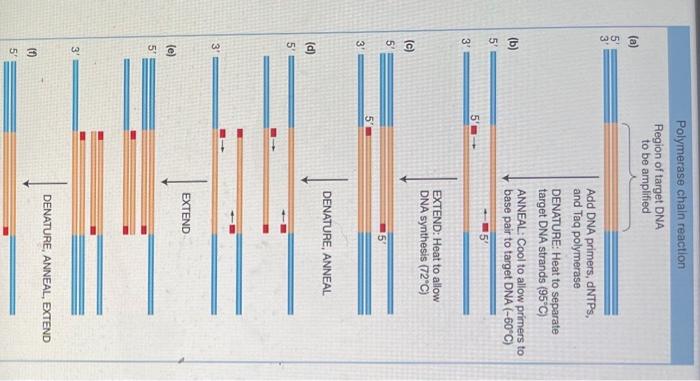 Solved In Figure 10-7 , why would PCR not work if Taq DNA | Chegg.com