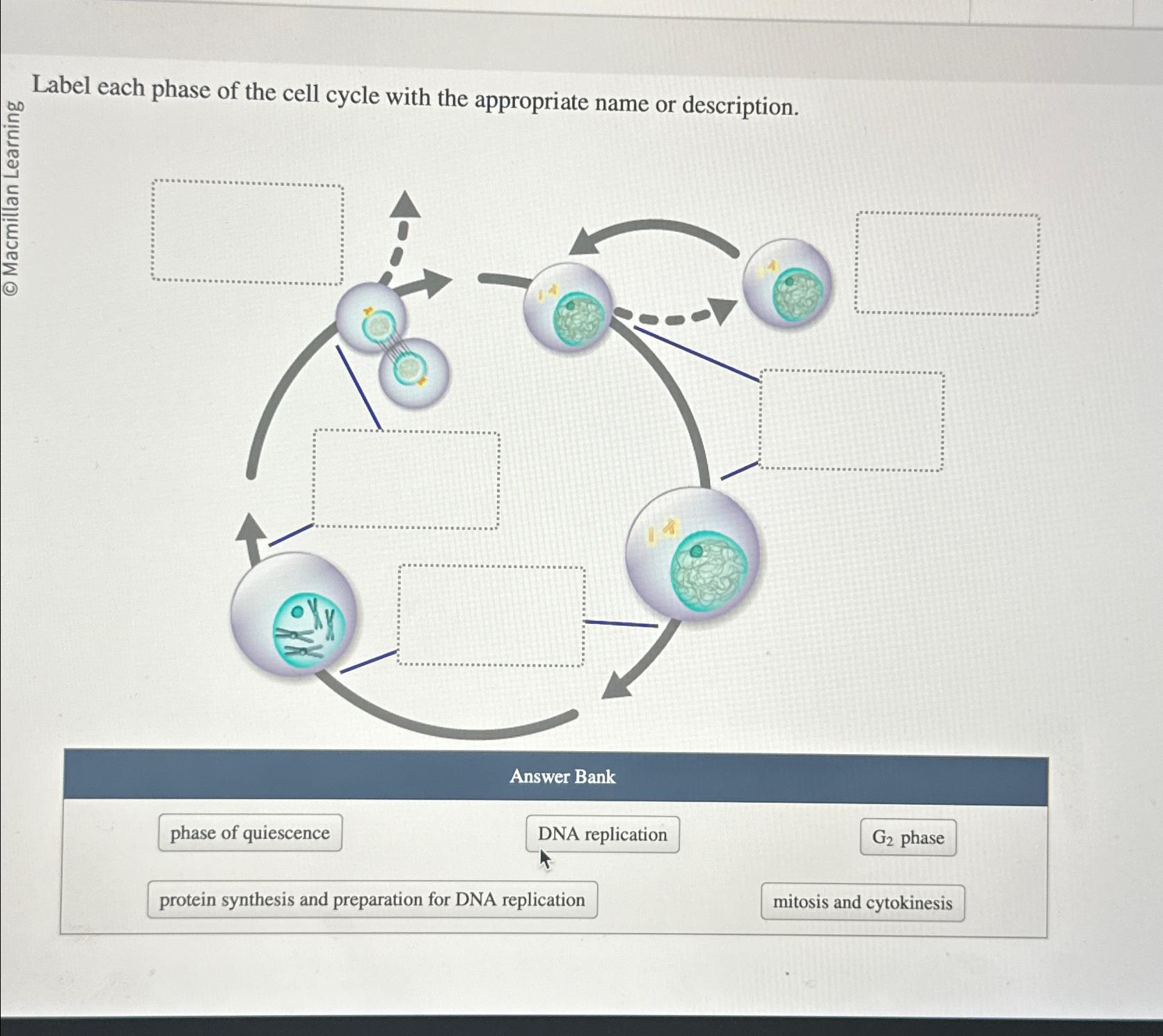 Solved Label each phase of the cell cycle with the | Chegg.com